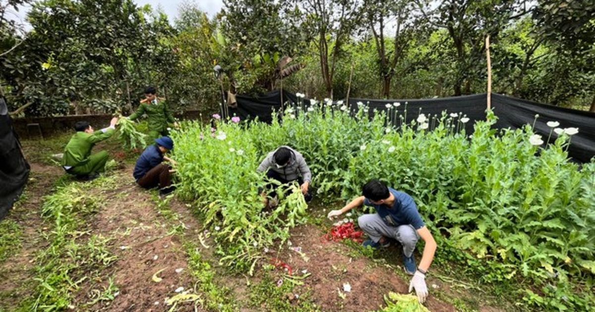 Tạm giữ đối tượng trồng hơn 2.000 cây thuốc phiện trong vườn nhà ở Bắc ...